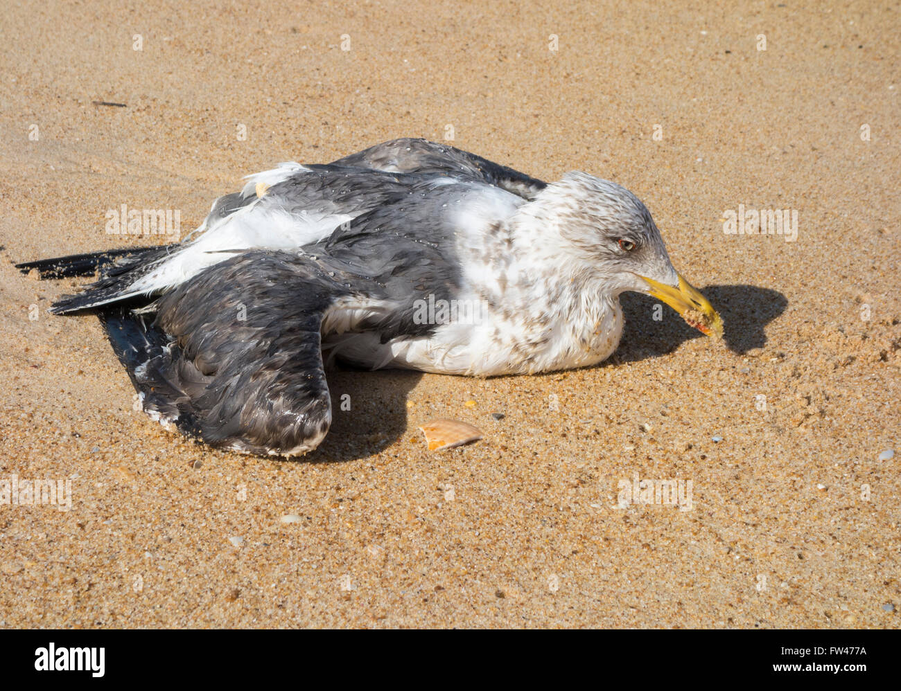 Injured sea bird Stock Photo - Alamy