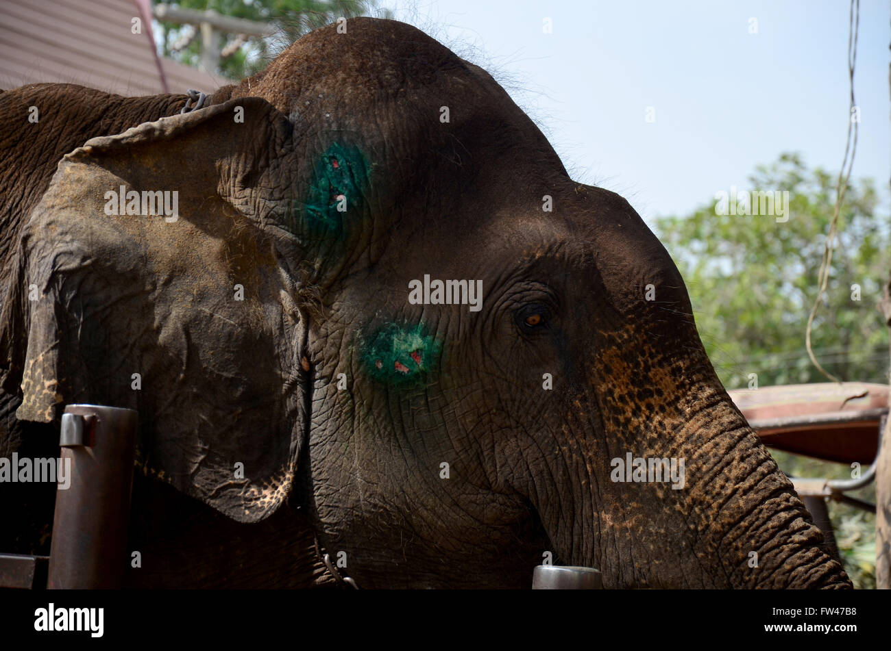 Elephant injured and sick waiting doctor cure Stock Photo - Alamy