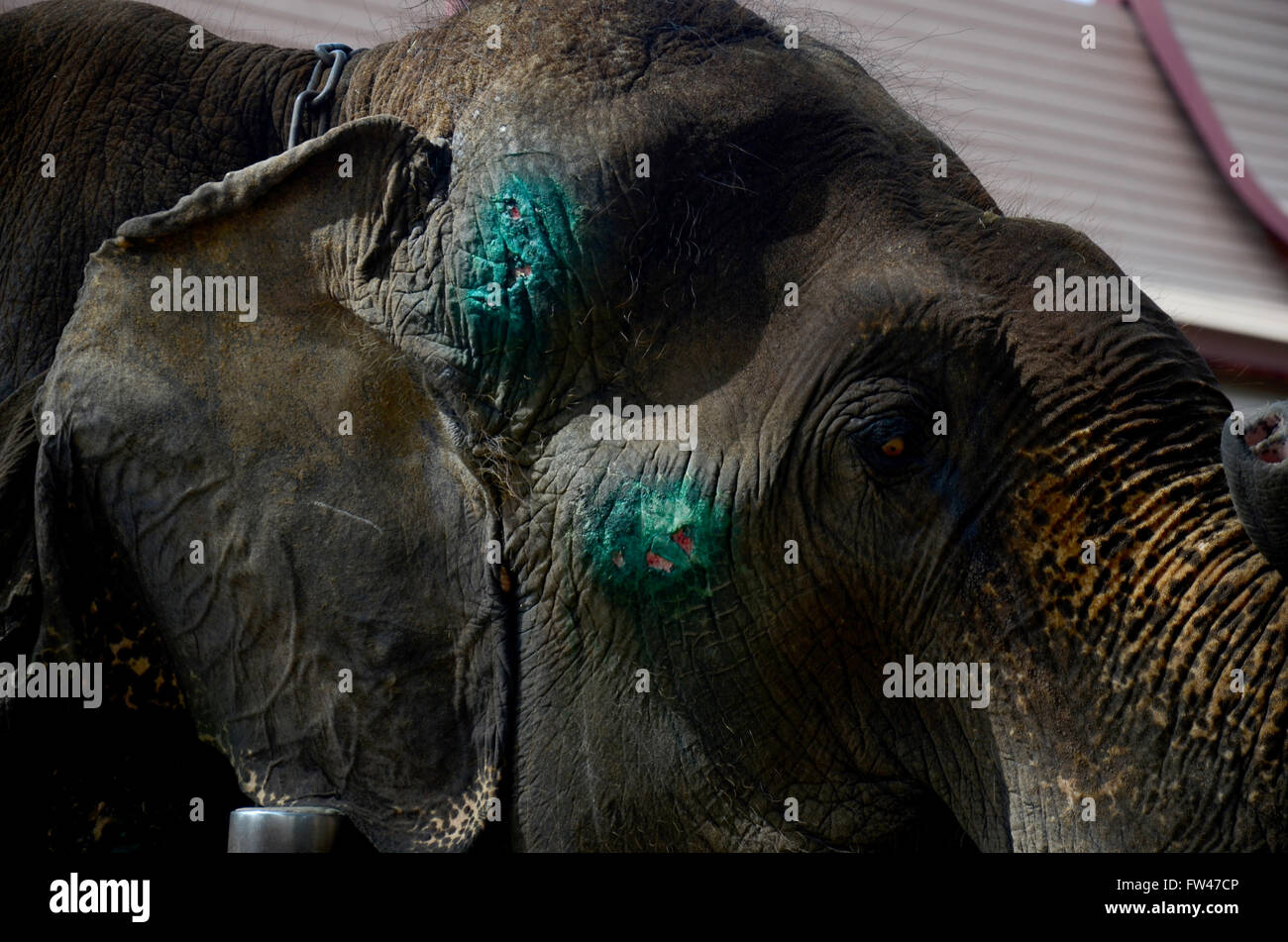 Elephant injured and sick waiting doctor cure Stock Photo - Alamy