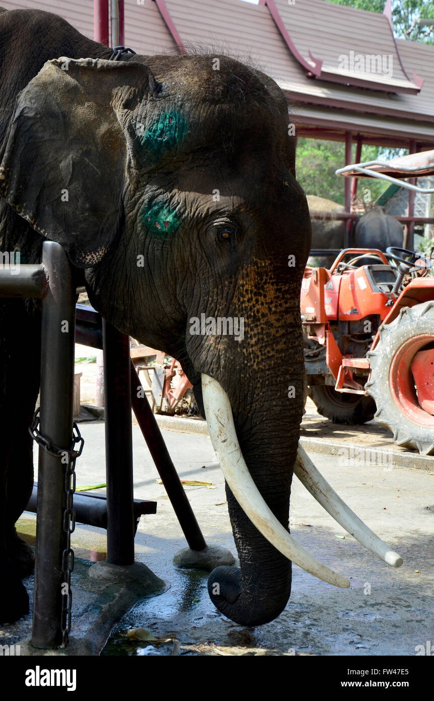 Elephant injured and sick waiting doctor cure Stock Photo - Alamy