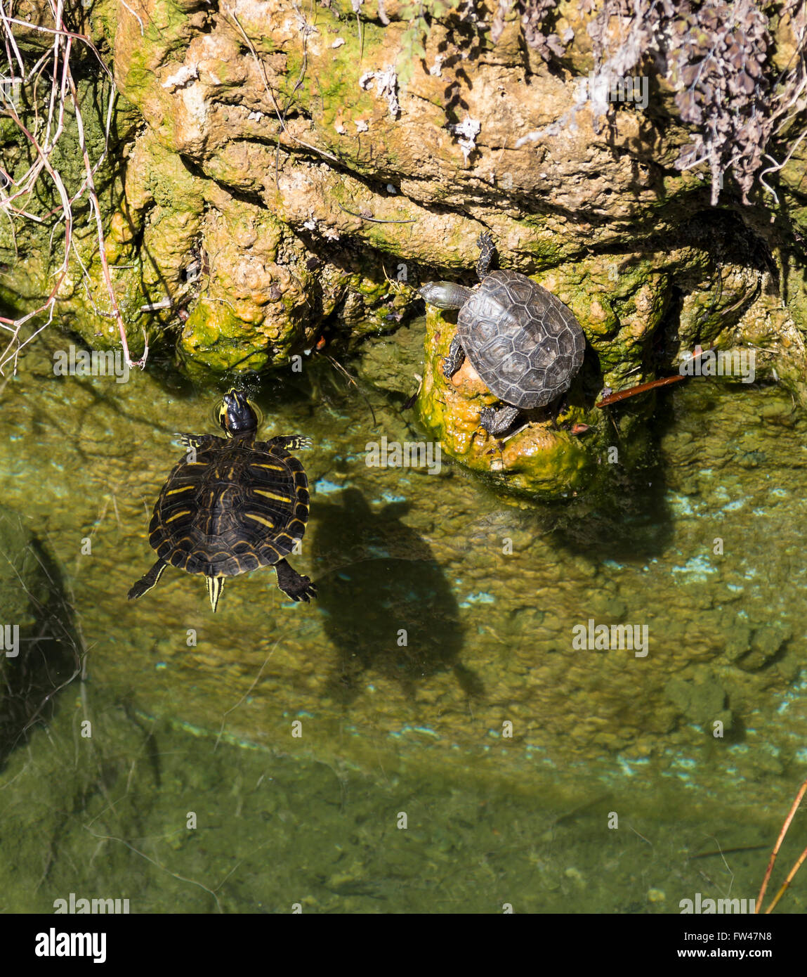 Terrapins pet hi-res stock photography and images - Alamy