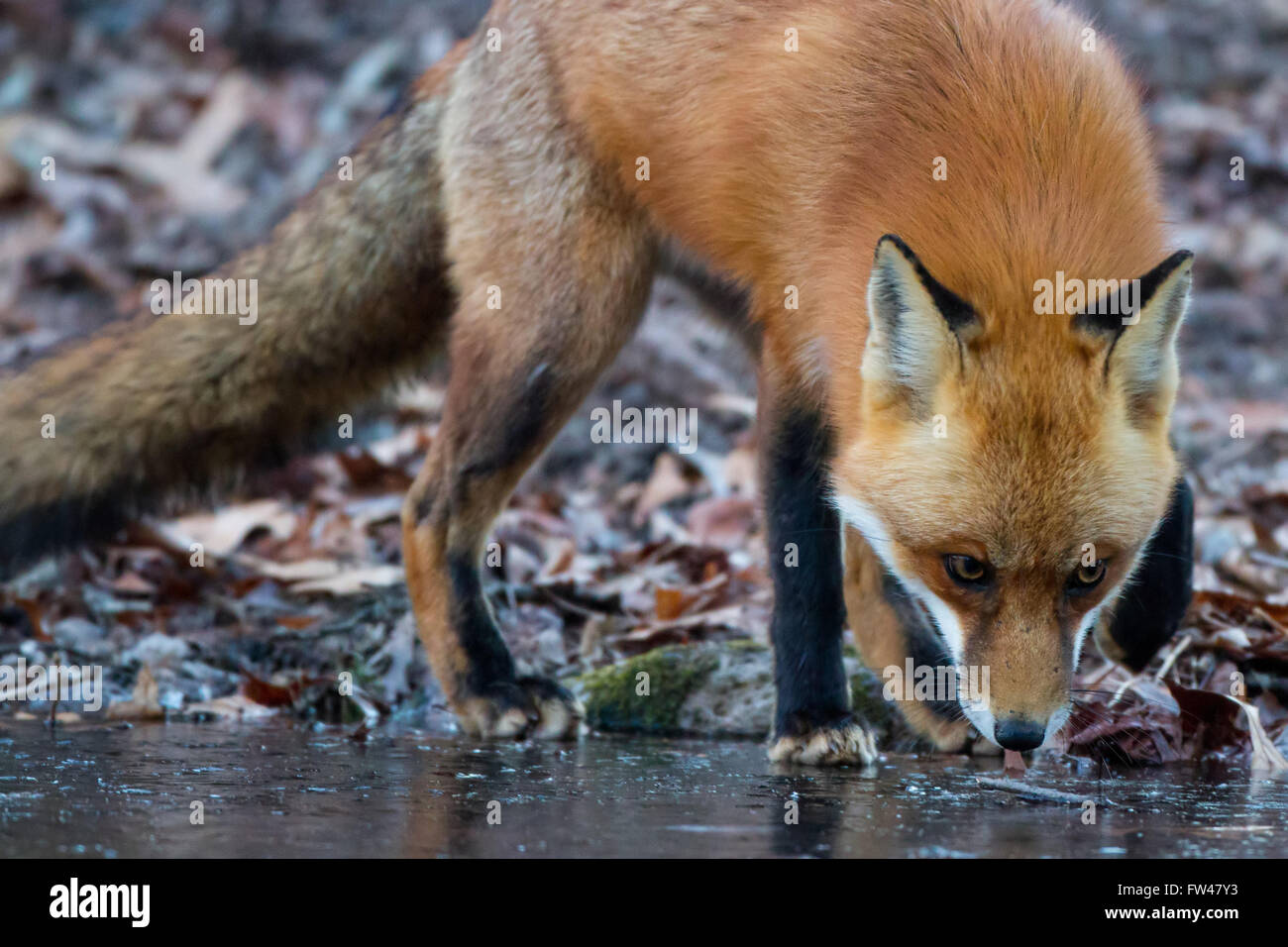 Fox Sniffing stalking Stock Photo - Alamy