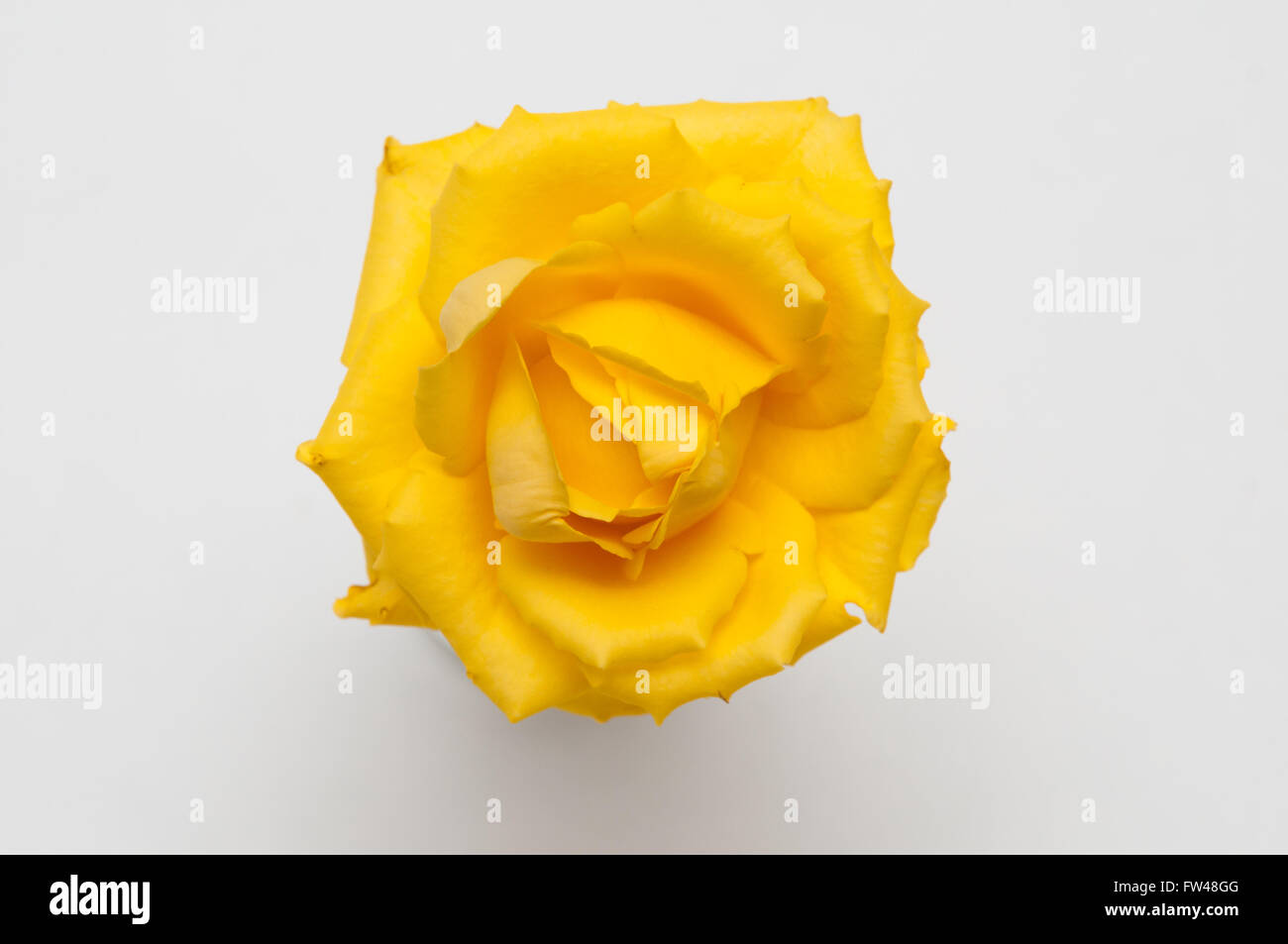 Rose from above hi-res stock photography and images - Alamy