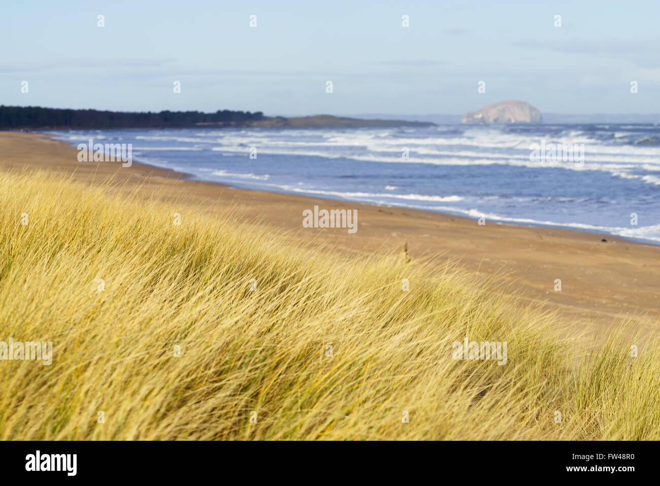 Marram grass john muir hi-res stock photography and images - Alamy