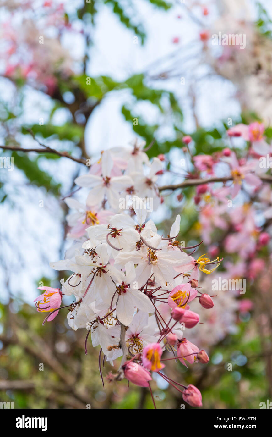 Javanese Cassia, Rainbow Shower, Pink and white shower, Common pink ...