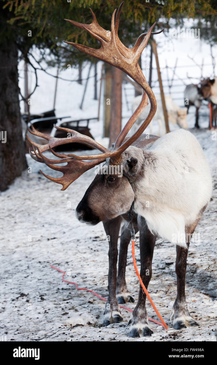 Reindeer with big antlers in Lapland of Finland Stock Photo - Alamy