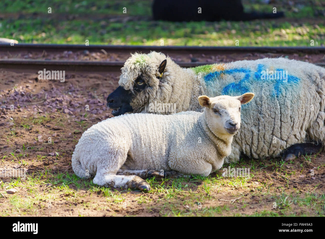 Sheep and lamb Stock Photo - Alamy