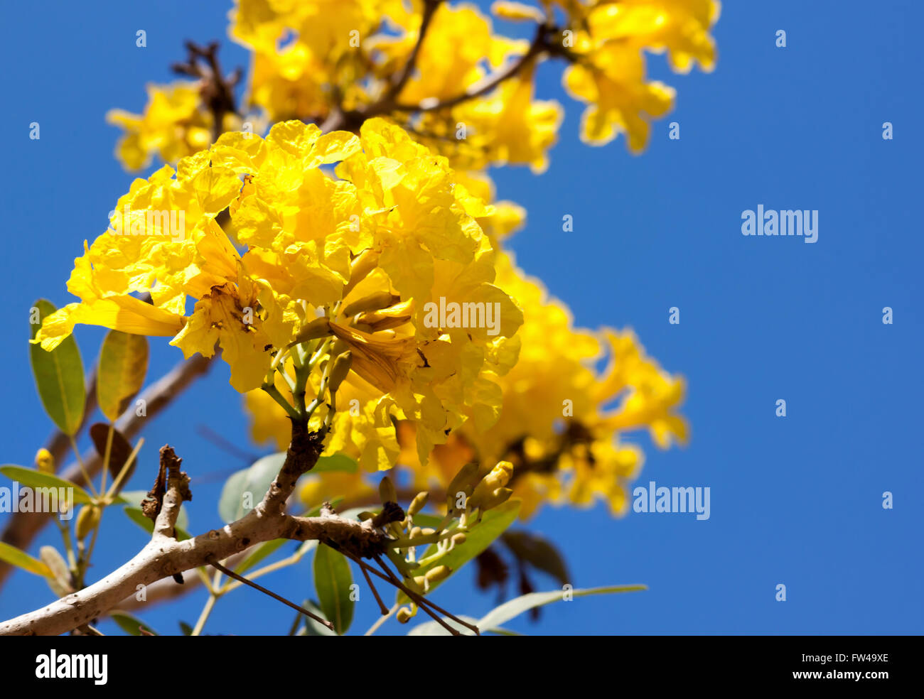 Tabebuia chrysantha hi-res stock photography and images - Alamy