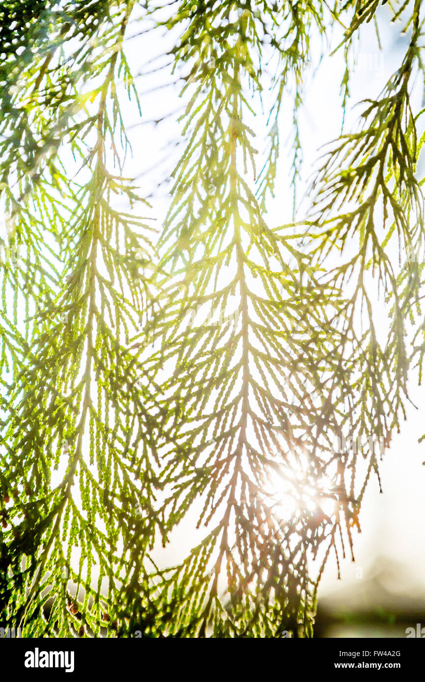 Backlit bush hi-res stock photography and images - Alamy