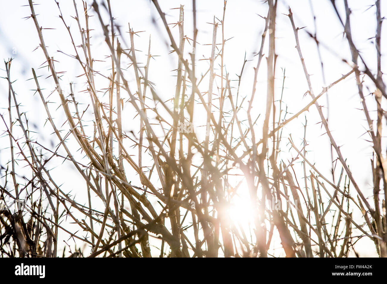 Backlit bush or hedge in the winter sunshine Stock Photo - Alamy