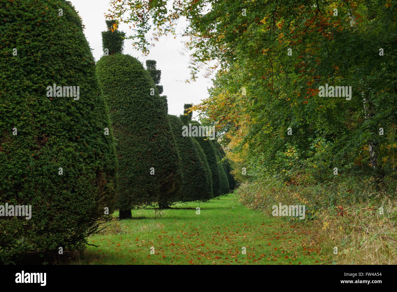 The topiary yew tree avenue at Clipsham, Lincolnshire Stock Photo - Alamy