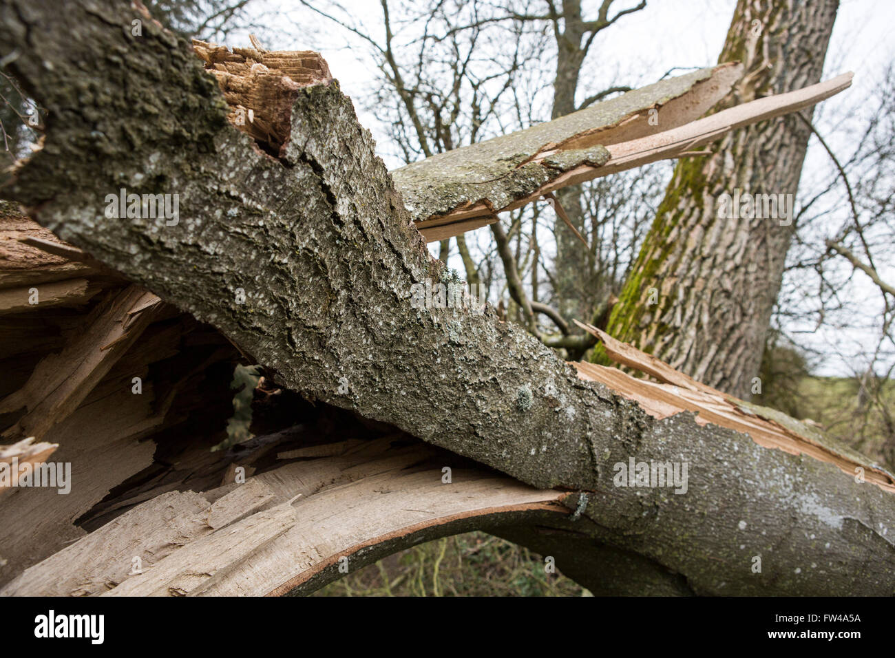 Huge old tree trunk, snapped and cracked after falling int the wind ...