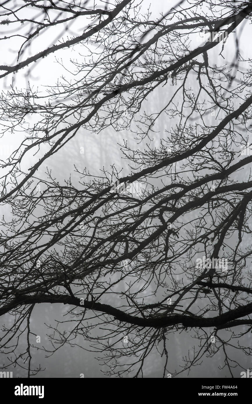 Trees disappear hi-res stock photography and images - Alamy