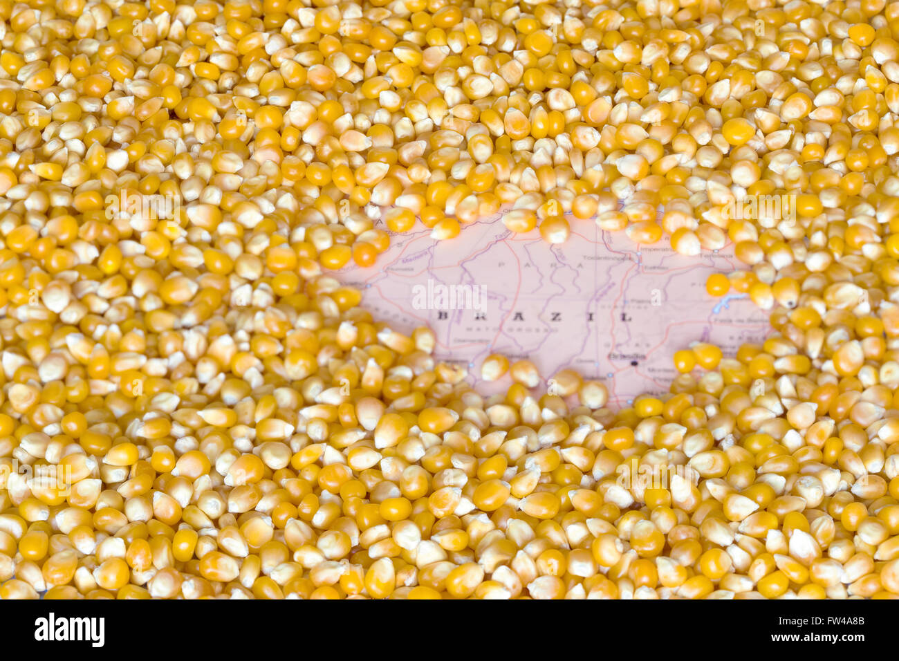 Geographical map of Brazil covered by a background of corn seeds. This ...