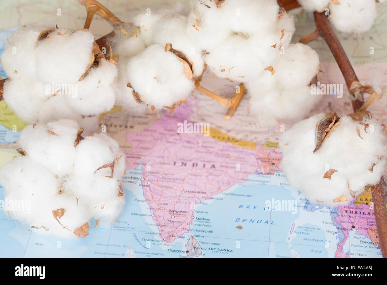 Geographical map of India with white cotton flowers. This nation is the ...