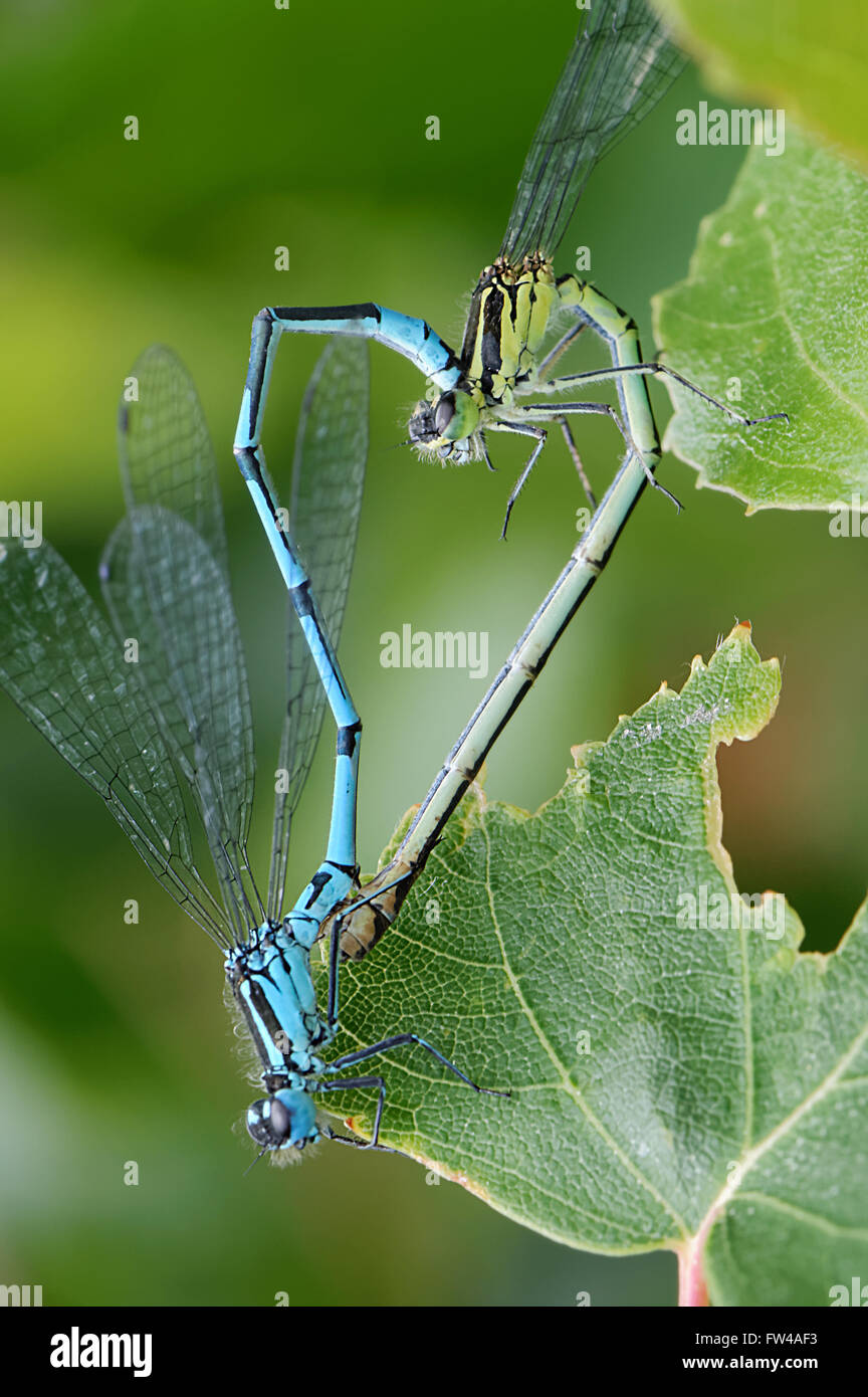 Damselflies in heart shape mating hi-res stock photography and images ...