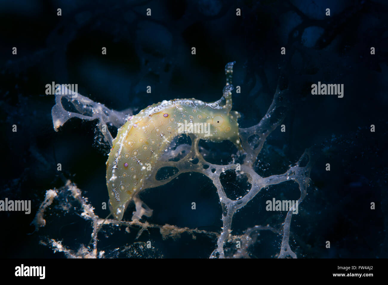Indian Sea Hare Notarchus Indicus Stock Photo - Alamy