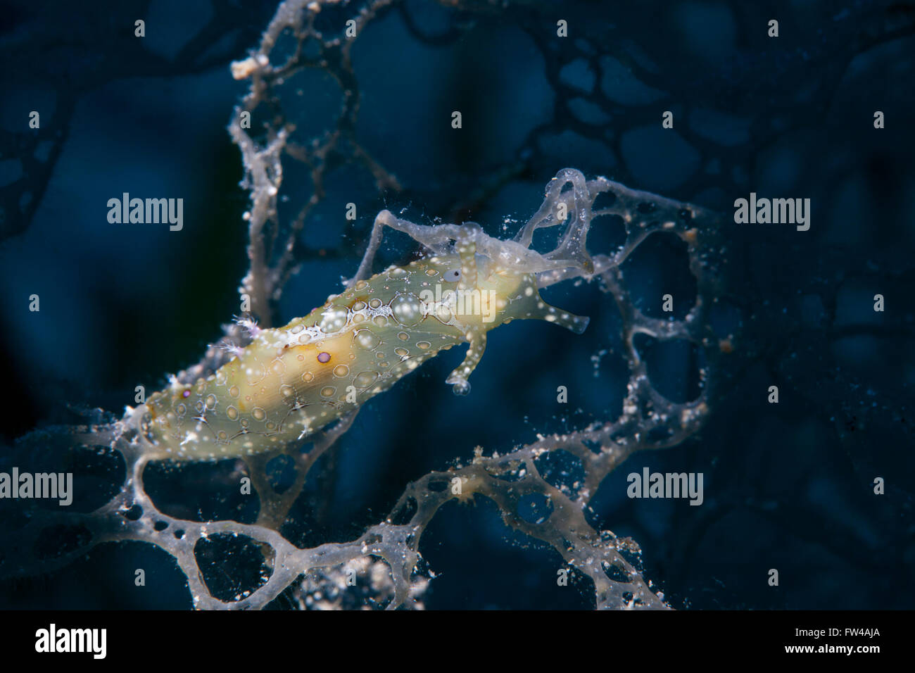 Indian Sea Hare Notarchus Indicus Stock Photo - Alamy