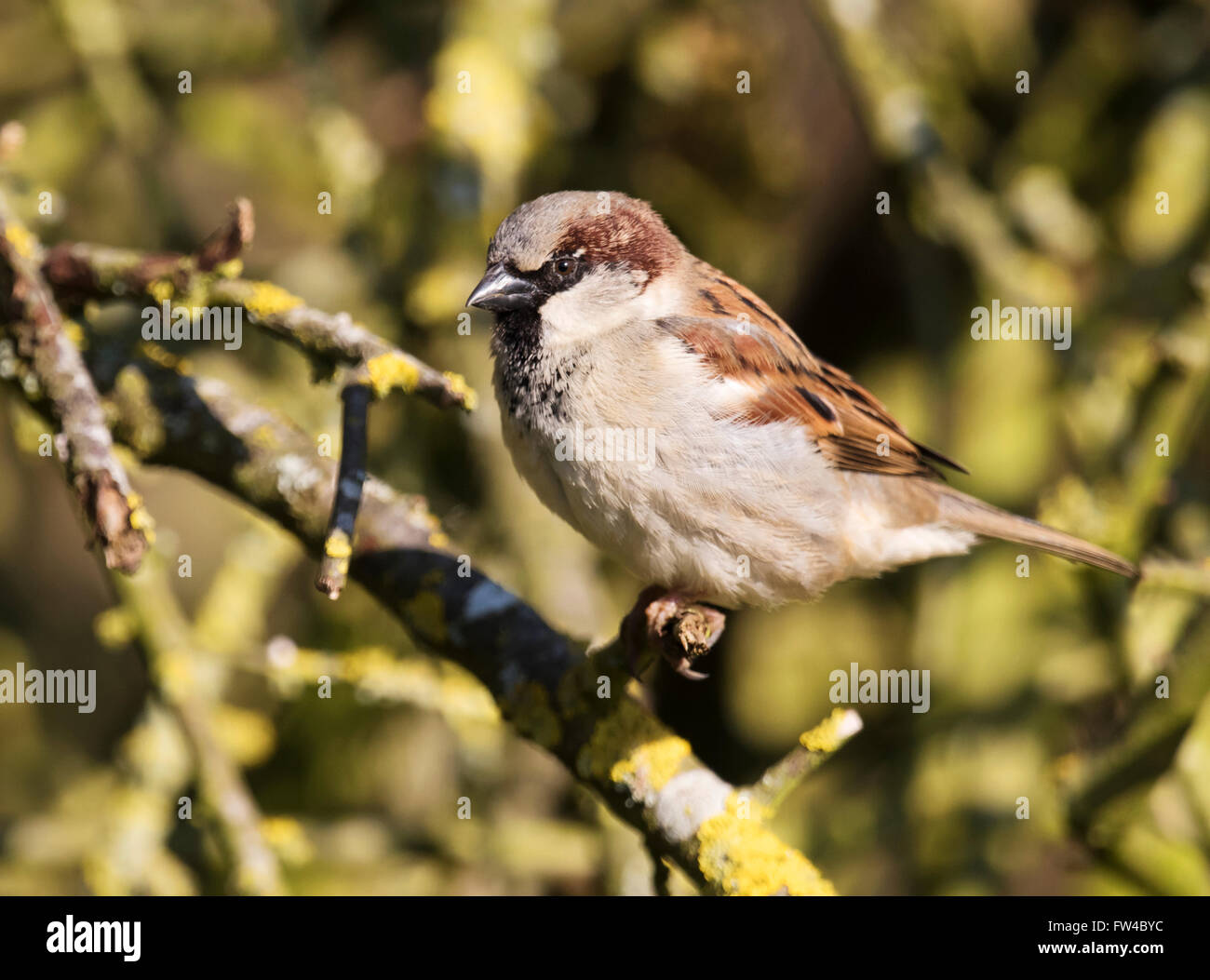Male tree sparrow hi-res stock photography and images - Alamy