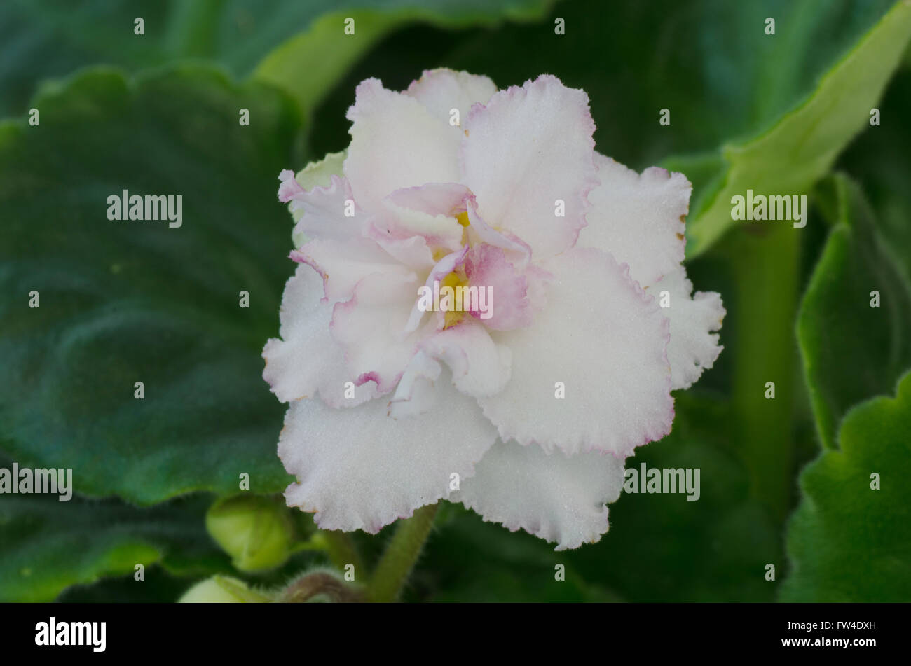 African violet flower hi-res stock photography and images - Alamy