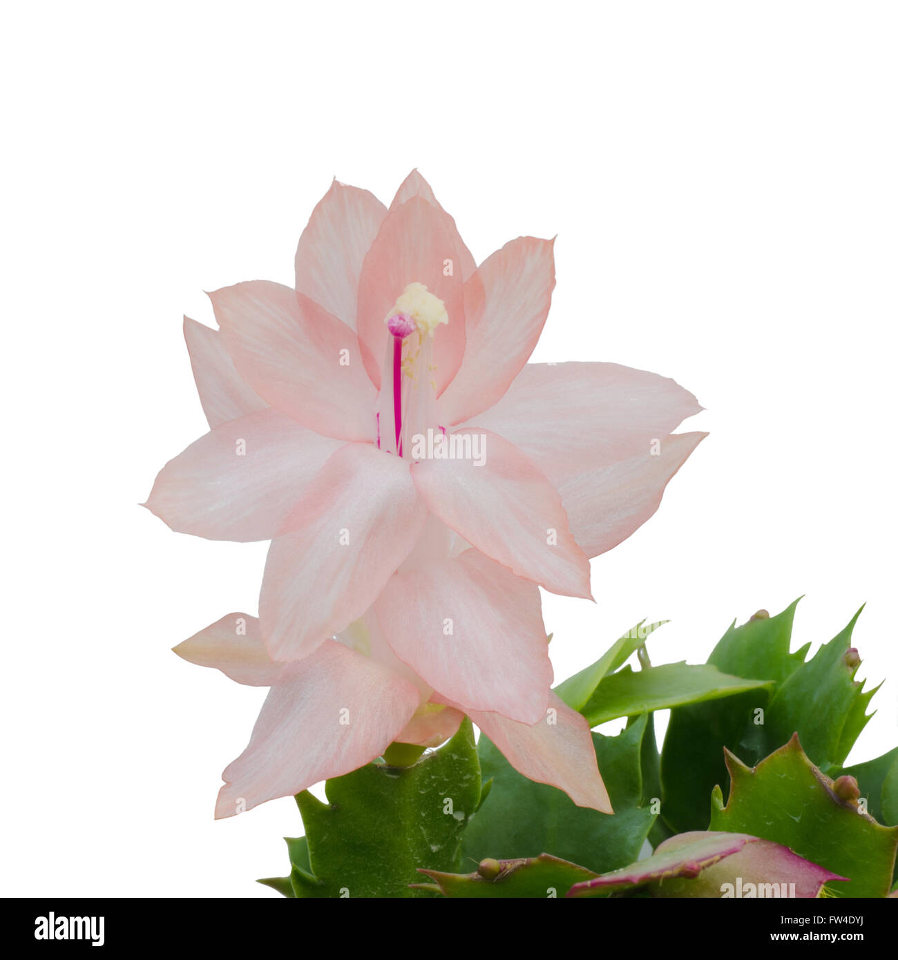 Christmas Cactus (schlumbergera) isolated on white background Stock ...