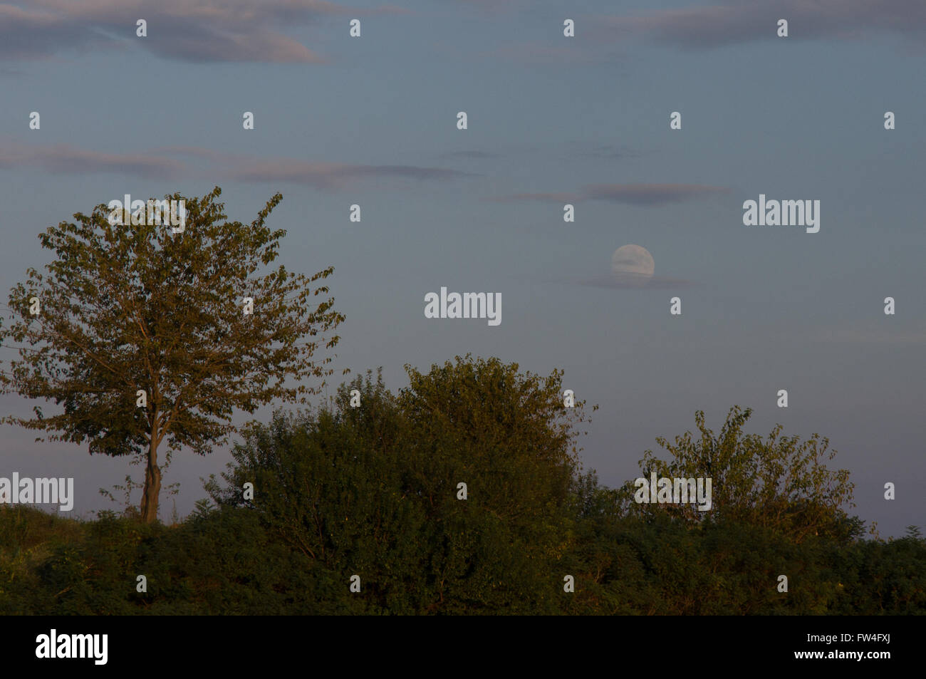 Middle of trees hi-res stock photography and images - Alamy