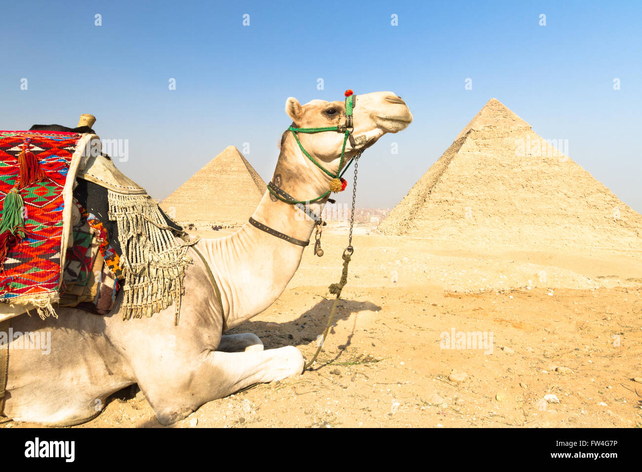 Camel at Giza pyramides, Cairo, Egypt Stock Photo - Alamy