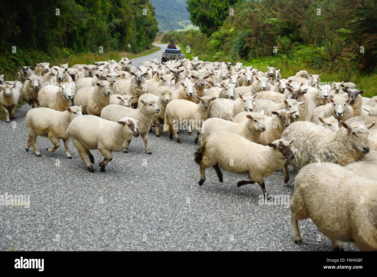 Farmer sheep new zealand hi-res stock photography and images - Alamy