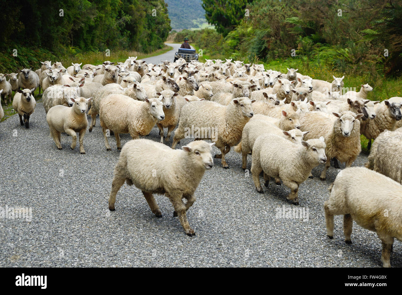 A farm worker herds a mob of sheep along a backroad on the West Coast ...