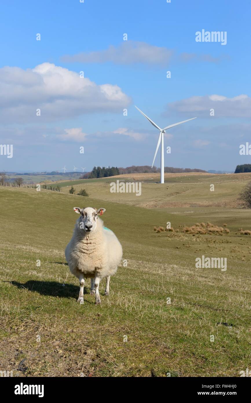 A sheep standing in a field with a wind turbine, part of Whitelee, in ...
