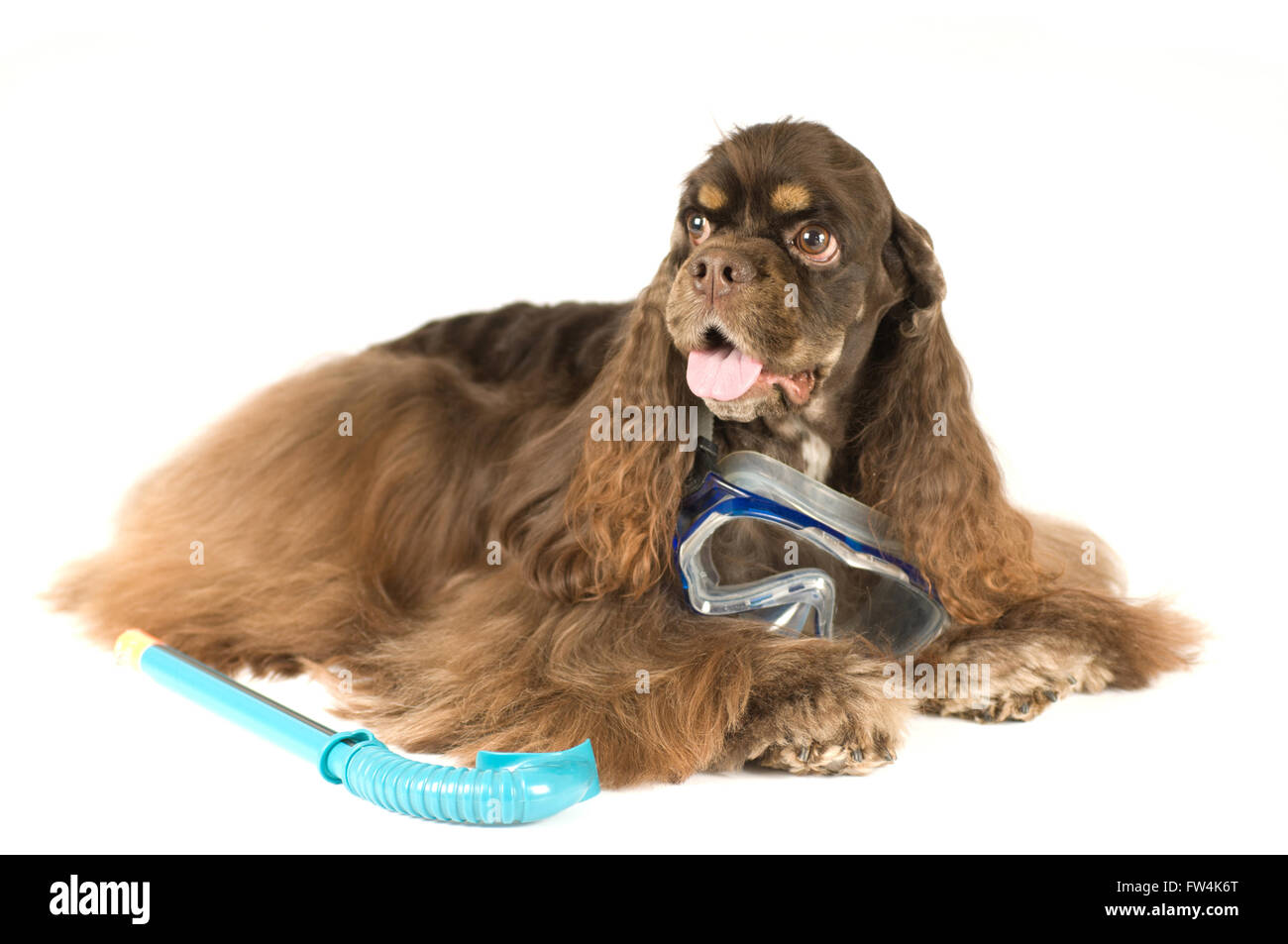 American cocker spaniel portrait Stock Photo - Alamy