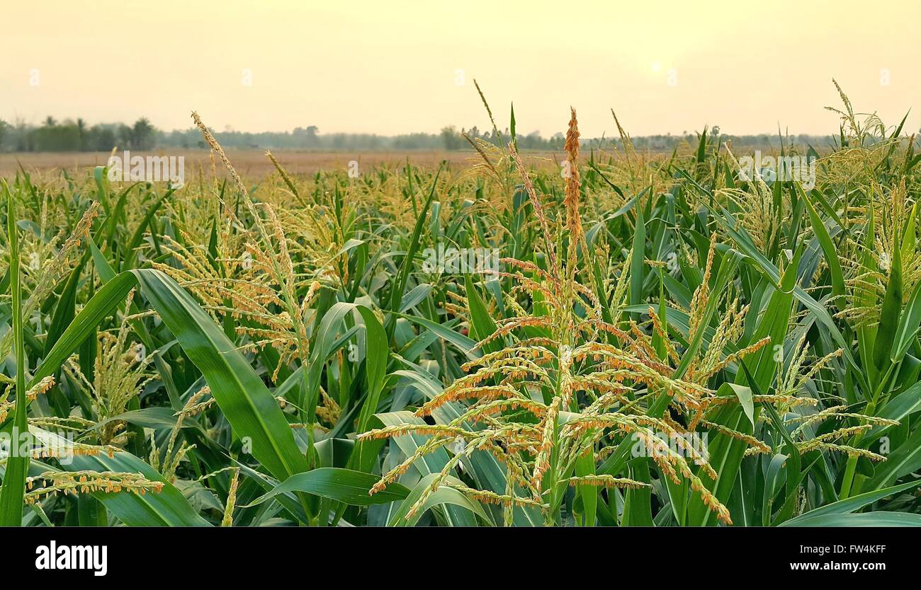 Corn inflorescence in the field during beautiful sunset Stock Photo - Alamy