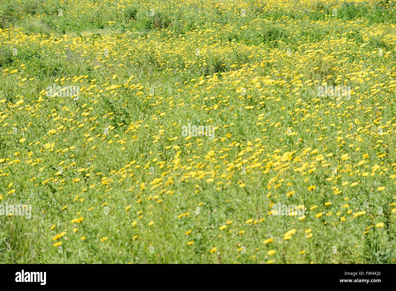 Enjoy a field of flowers hi-res stock photography and images - Alamy