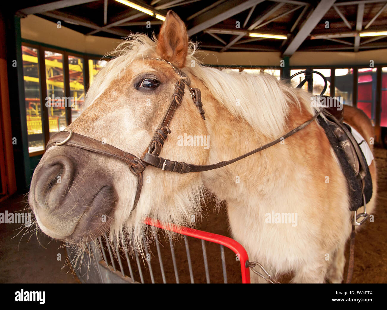 Palomino Shetland Pony Equus Caballus Stock Photos & Palomino Shetland ...