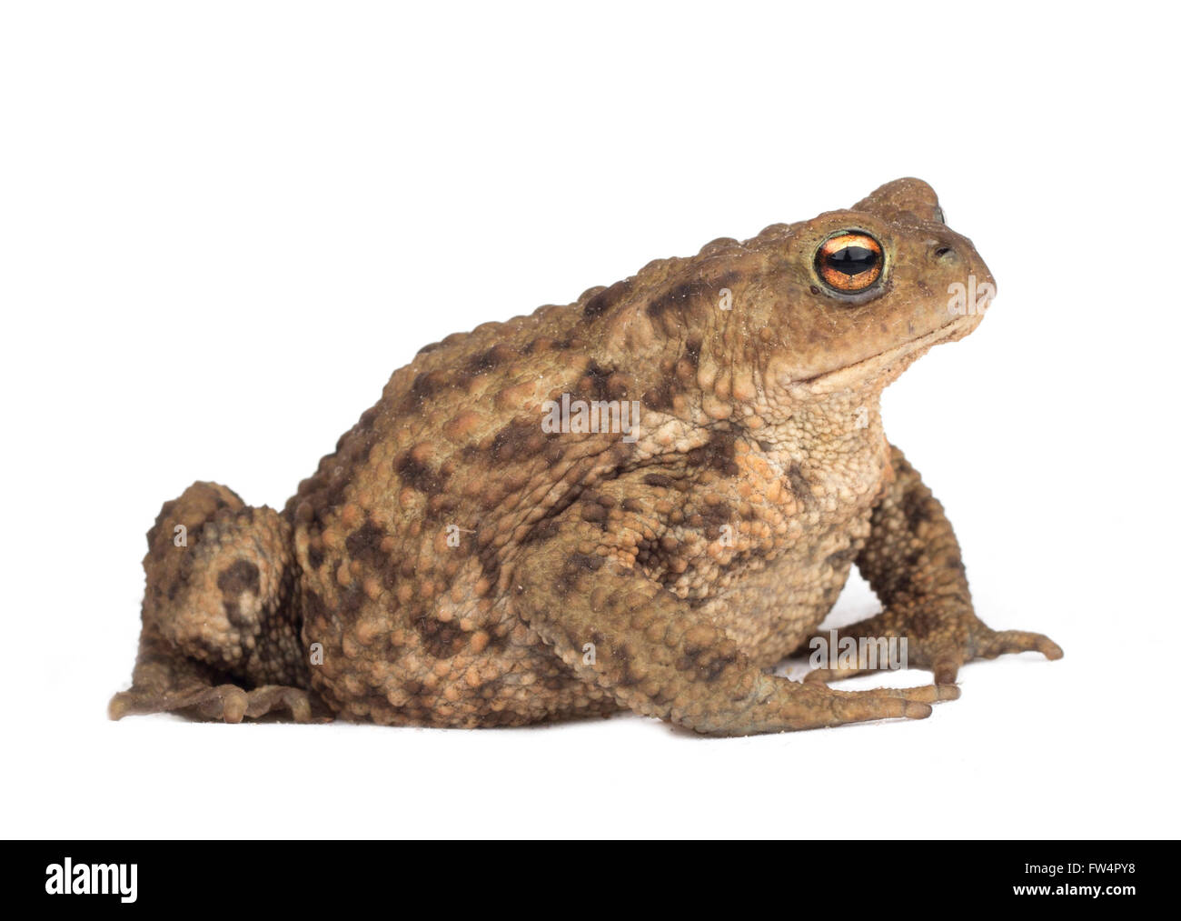 Hoptoad isolated on white background Stock Photo - Alamy