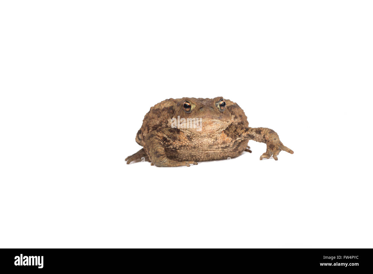 Toad details Cut Out Stock Images & Pictures - Alamy
