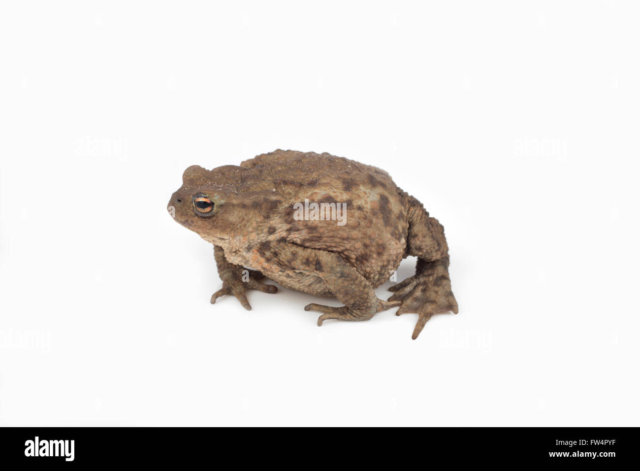 Frog amphibian isolated big hi-res stock photography and images - Alamy