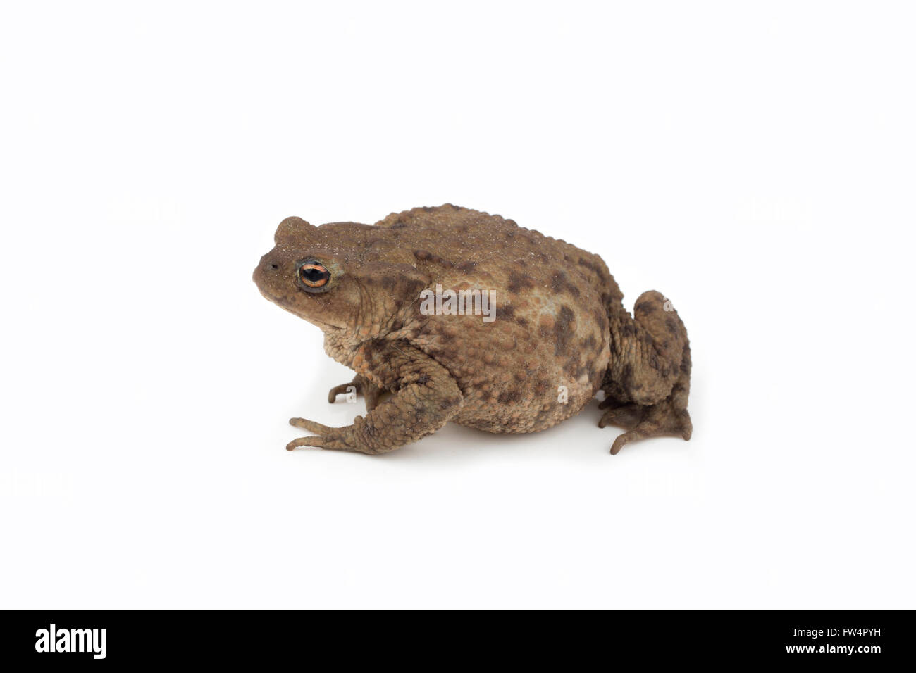 Hoptoad isolated on white background Stock Photo - Alamy