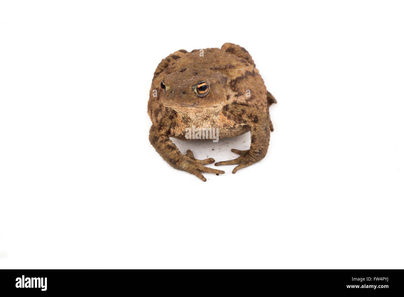 Hoptoad isolated on white background Stock Photo - Alamy