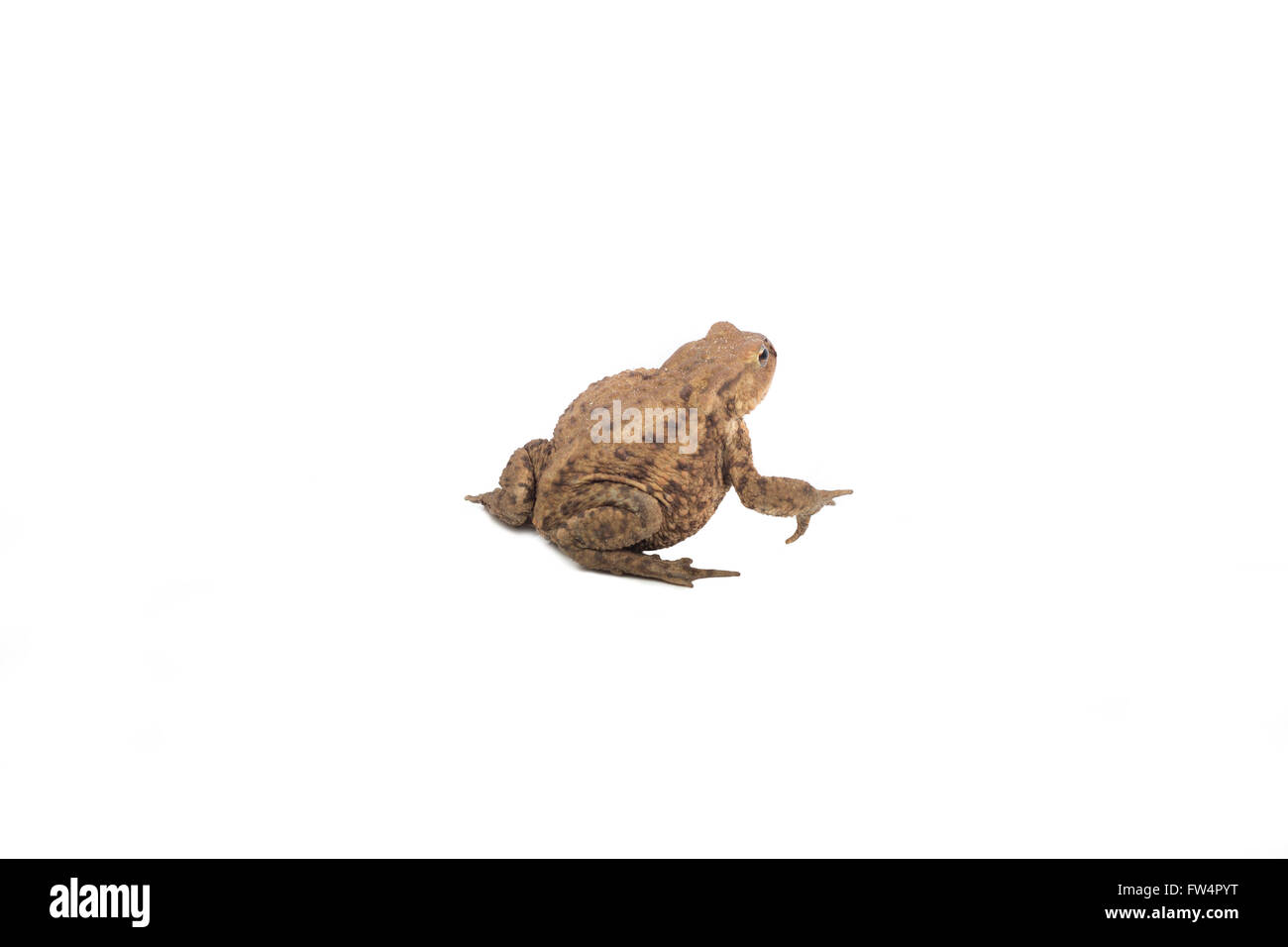 Hoptoad isolated on white background Stock Photo - Alamy