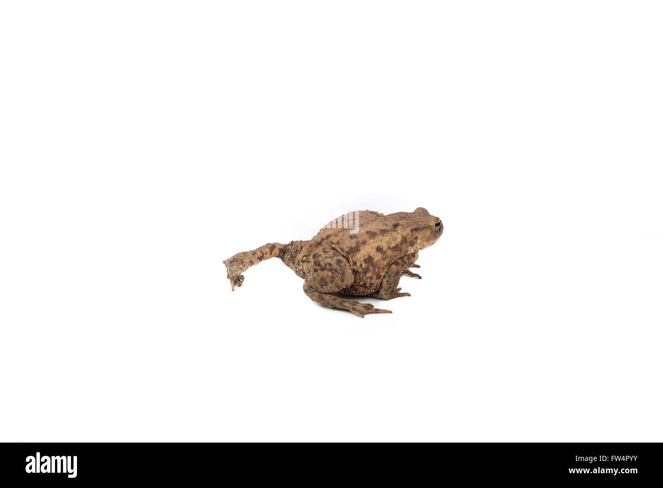 Hoptoad isolated on white background Stock Photo - Alamy