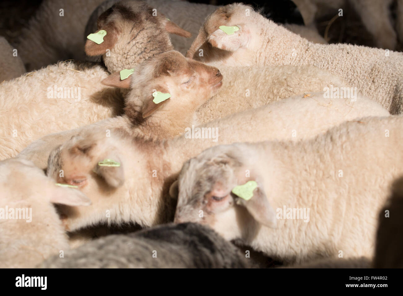 Flock of lambs Stock Photo - Alamy