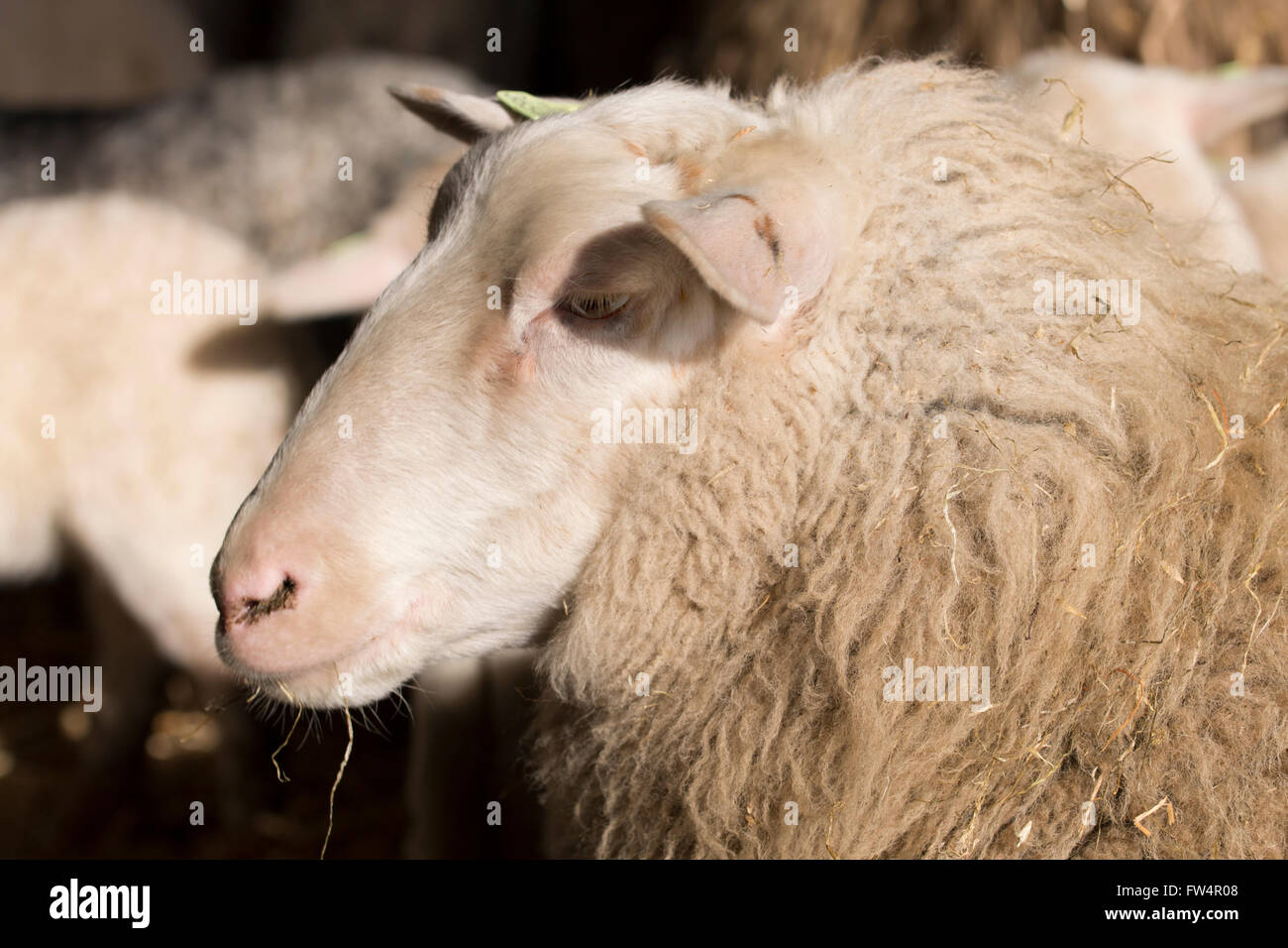 Sheep, headshot, closeup Stock Photo - Alamy
