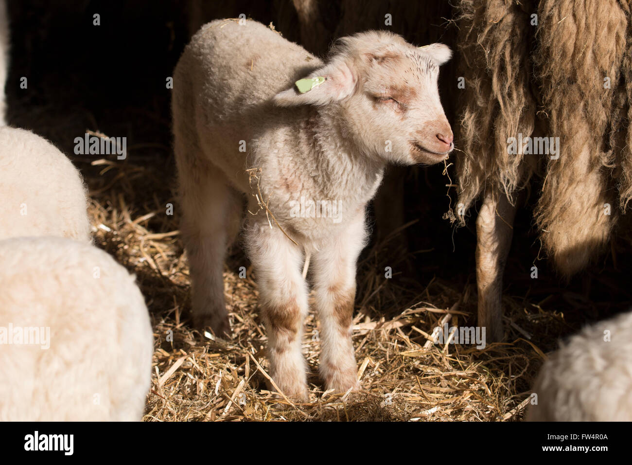 Lamb eating hi-res stock photography and images - Alamy
