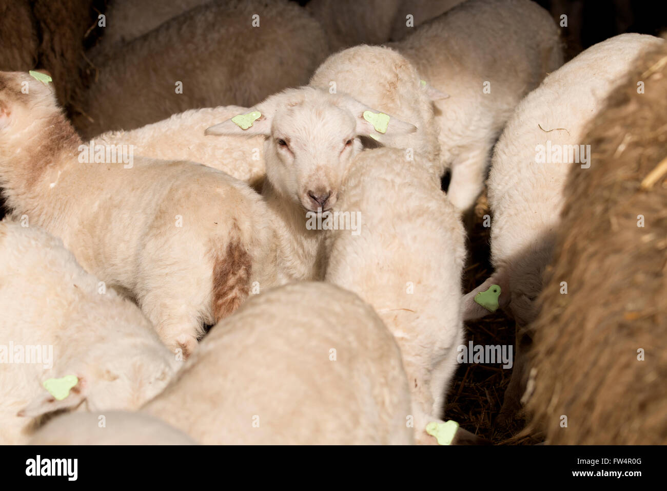 Farmer lamb hi-res stock photography and images - Alamy