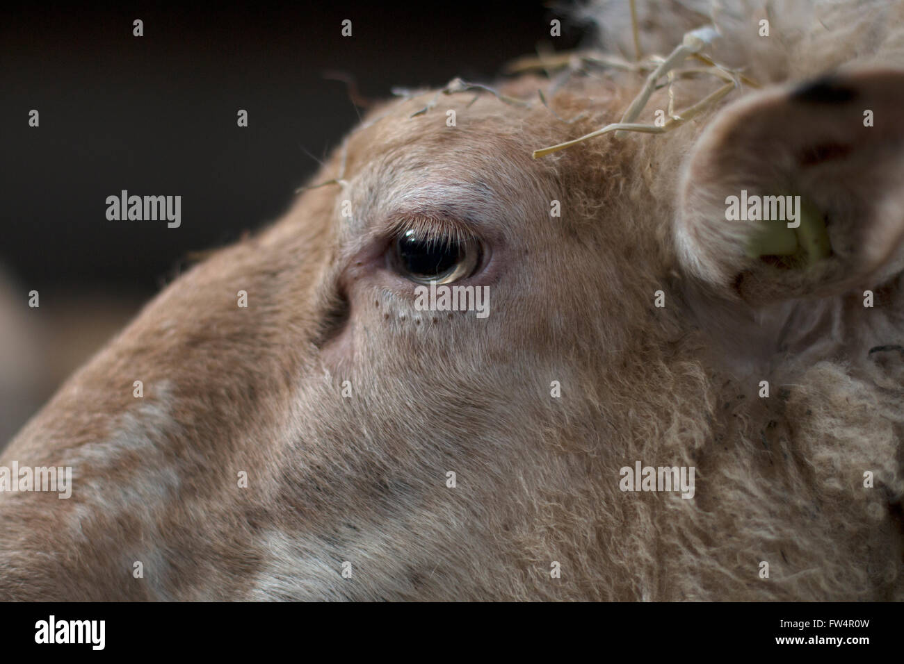 Closeup of a sheep eye Stock Photo - Alamy