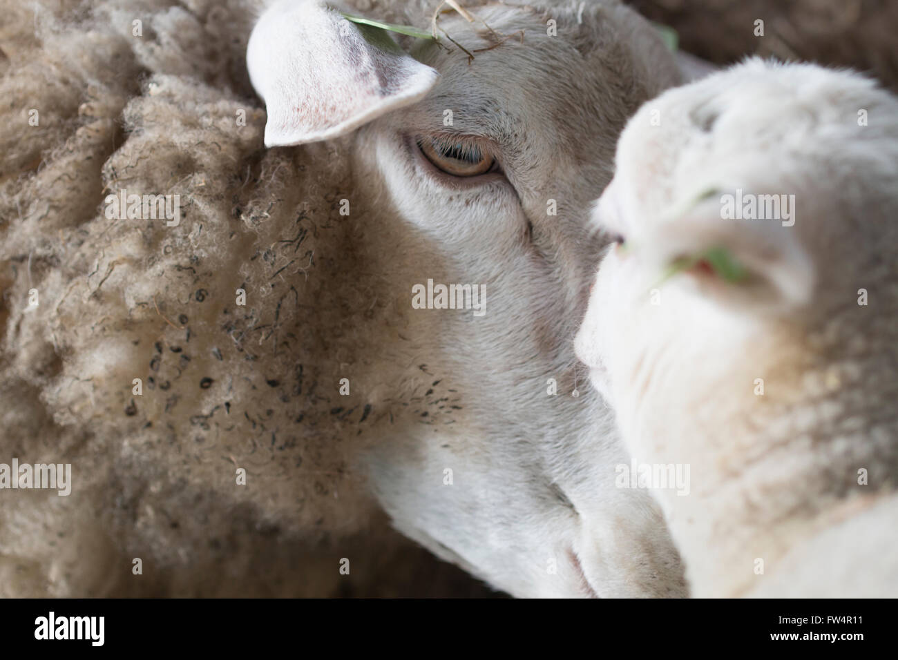 Sheep closeup of eye Stock Photo - Alamy