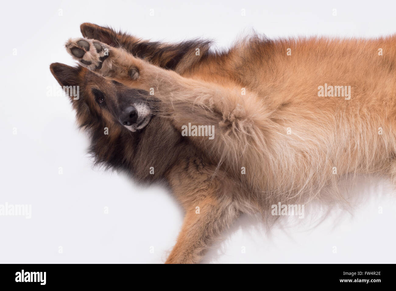 Dog, Belgian Shepherd Tervuren, paw up, isolated on white background ...