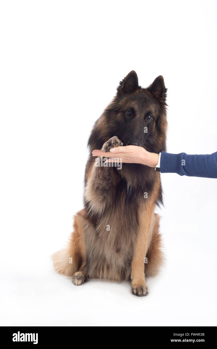 Dog, Belgian Shepherd Tervuren, paw in human hand, isolated on white ...