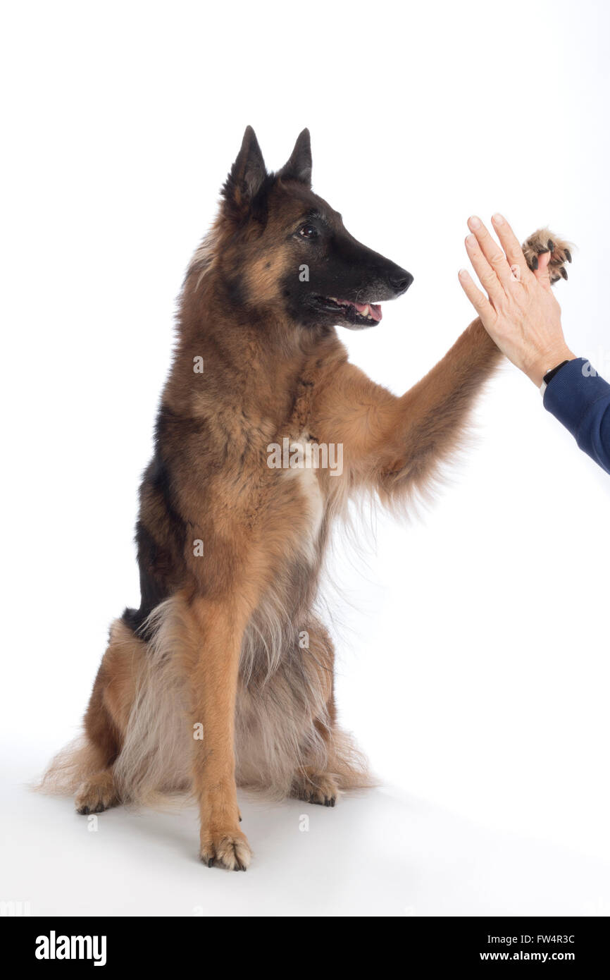 Dog, Belgian Shepherd Tervuren, paw in human hand, isolated on white ...